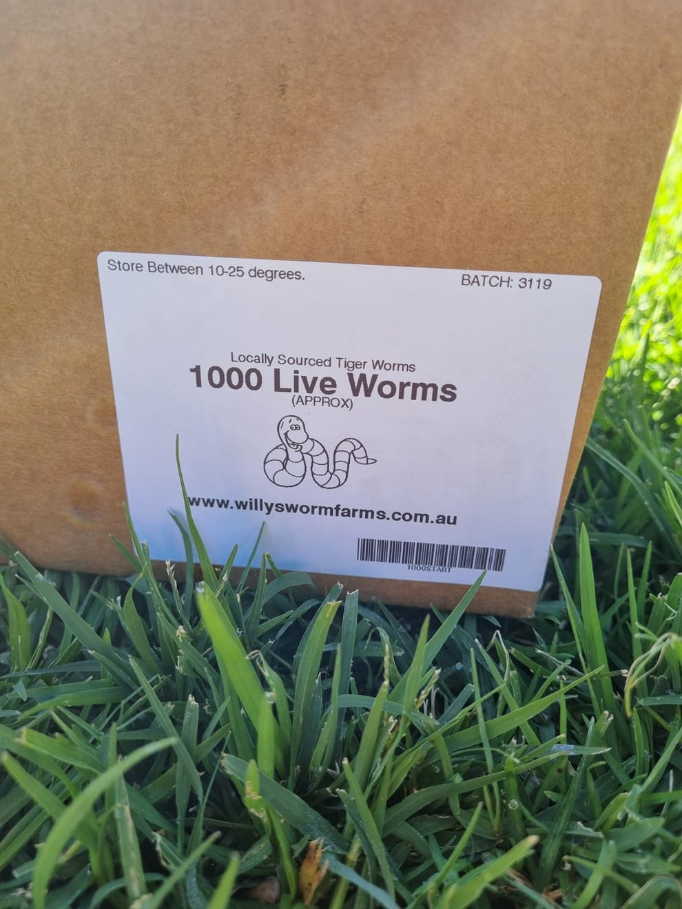 Live Worms Compost Worms 1000 Worms – Willy's Worm Farms